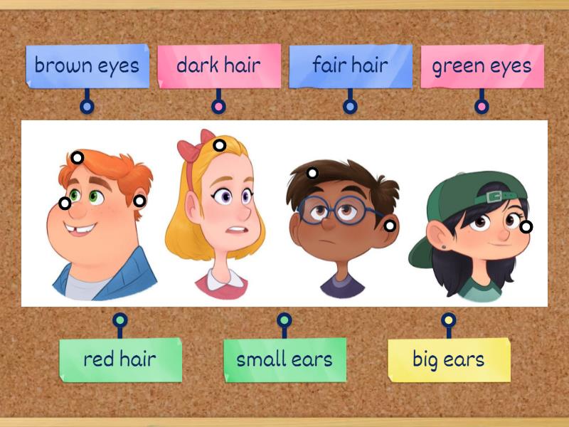 Appearance beginner - Labelled diagram