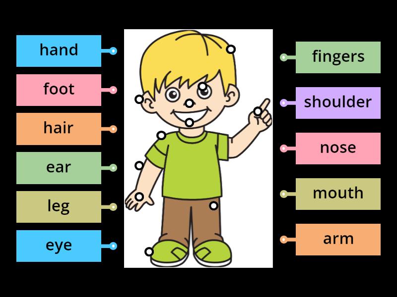 boy body parts - Labelled diagram