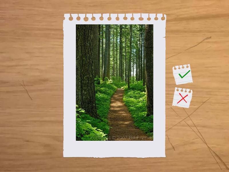 survival - Flash cards