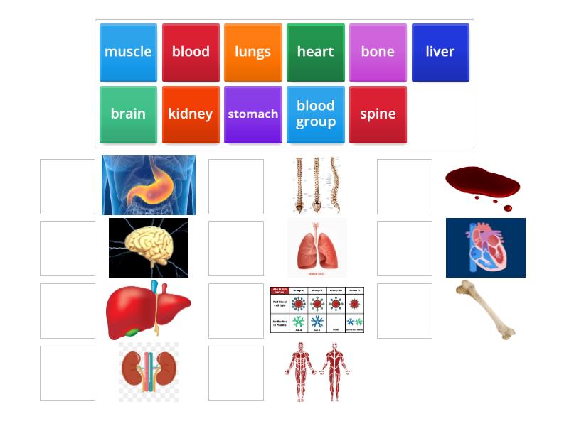 Body organs ESL - Match up
