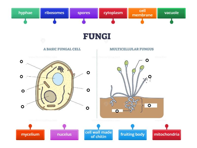Y9 Label Fungi Cell - Labelled diagram
