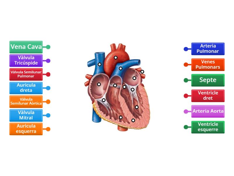 Anatomia Cor - Labelled diagram