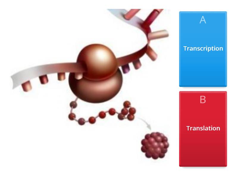 Transcription vs translation - Quiz
