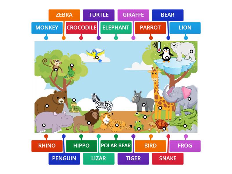 ZOO ANIMALS (vocabulary matching) - Labelled diagram
