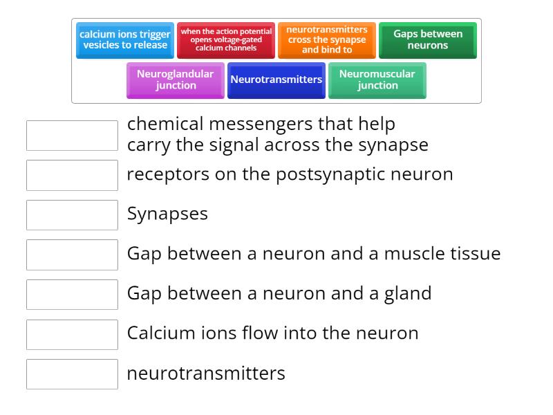 synapses - Match up