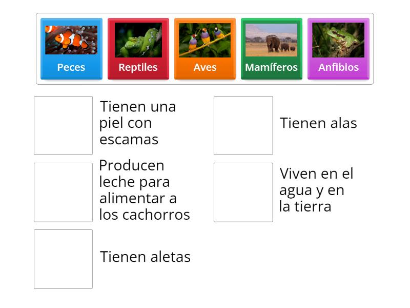Los 5 grupos de animales vertebrados y sus caracteristicas - Match up