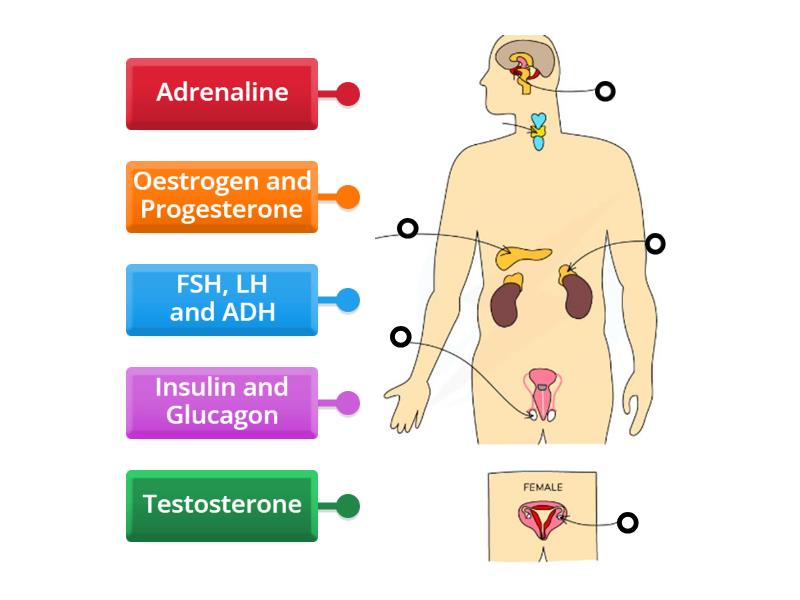 Edexcel GCSE hormones produced by glands - Labelled diagram