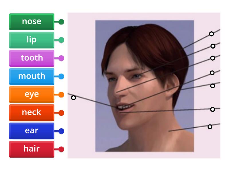 Parts of the body: Head and face - Labelled diagram