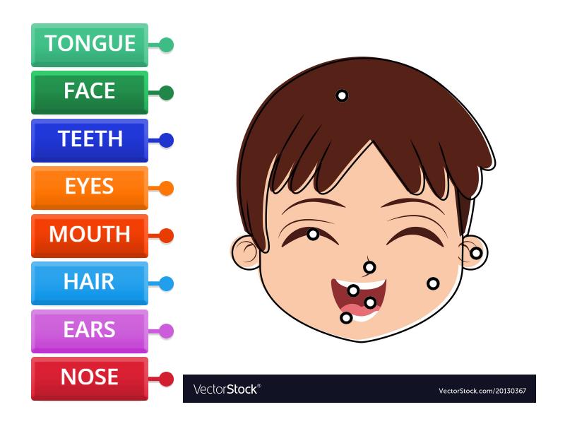 PARTS OF THE FACE diagram - Labelled diagram