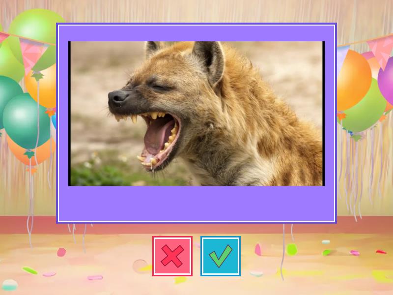 A2.2 Tiere - Flash cards