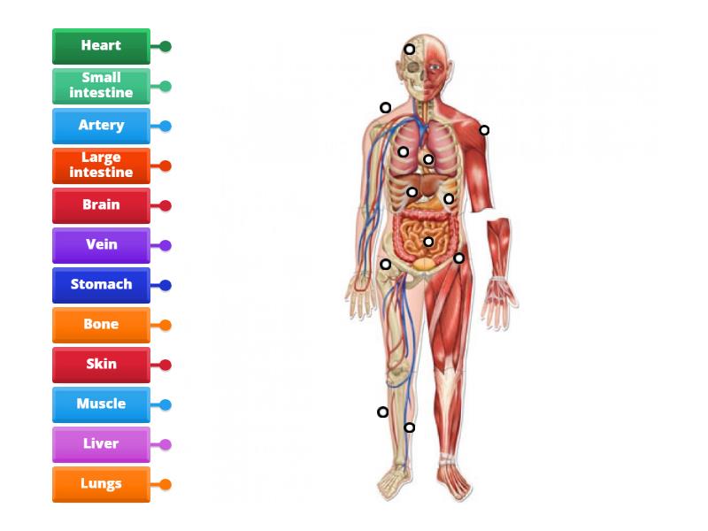 Body Parts interior. T.Gpe.L.G. - Labelled diagram