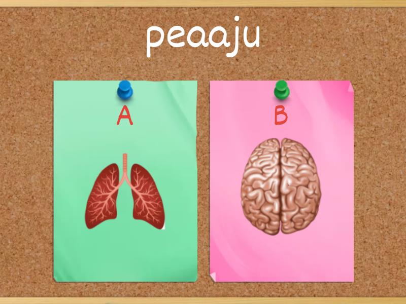 Inimese sise-elundid - Quiz