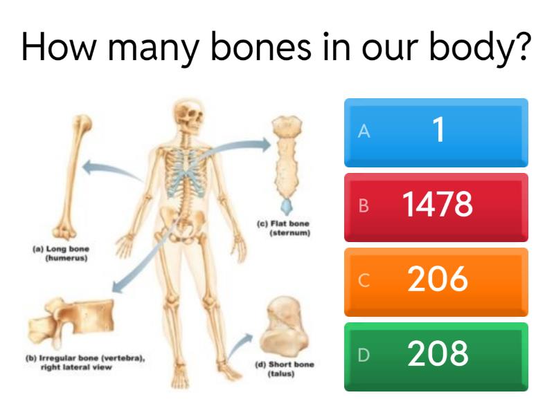 Bones - Quiz