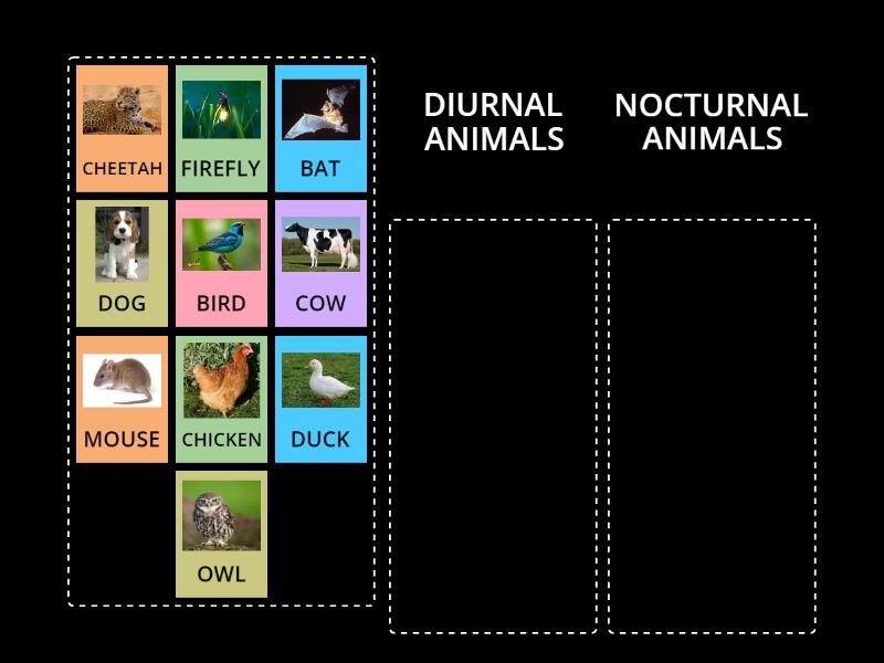 DIURNAL AND NOCTURNAL ANIMALS - Group sort