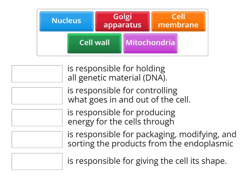Match Activity (Plant and Animal Cell) - Match up