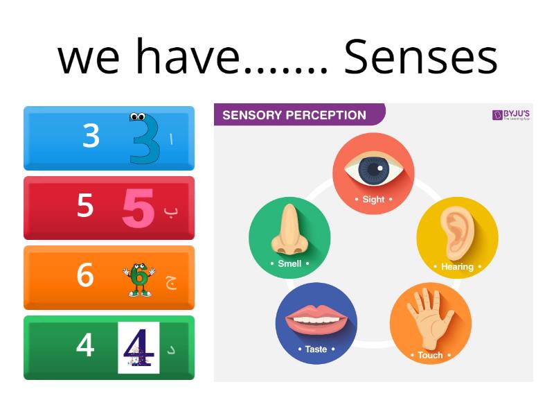 our Senses - Quiz
