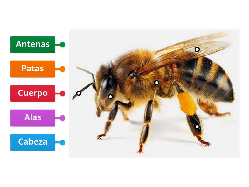 Partes de la abeja - Labelled diagram