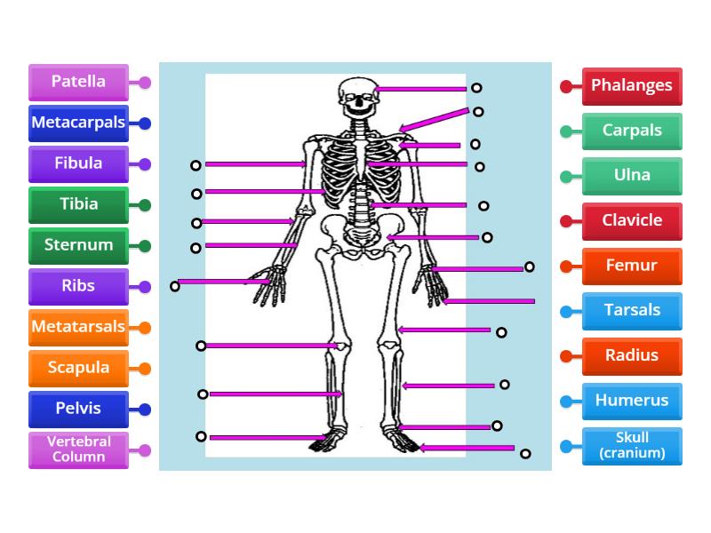 Major Bones of the human skeleton. - Labelled diagram