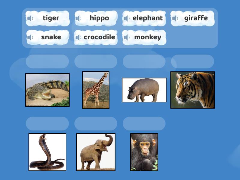 Kids Box 1 Unit 7 Wild animals - Match up