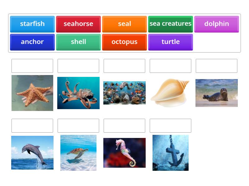 Sea creatures Unit 5 - Match up