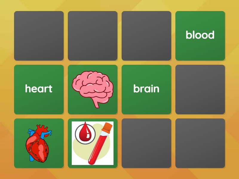 body parts and organs - Matching pairs