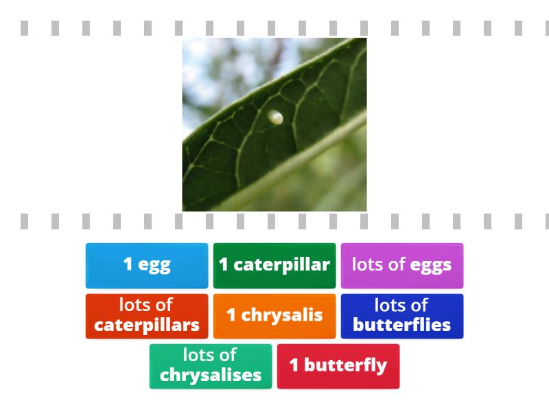 SM2 Unit 6 Life cycle of a butterfly game - Find the match