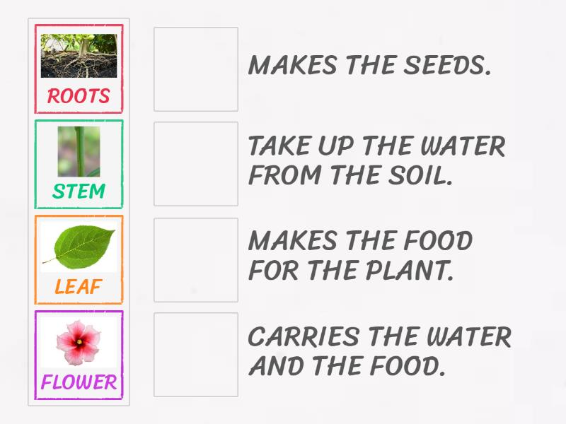 PARTS OF THE PLANT - Match up