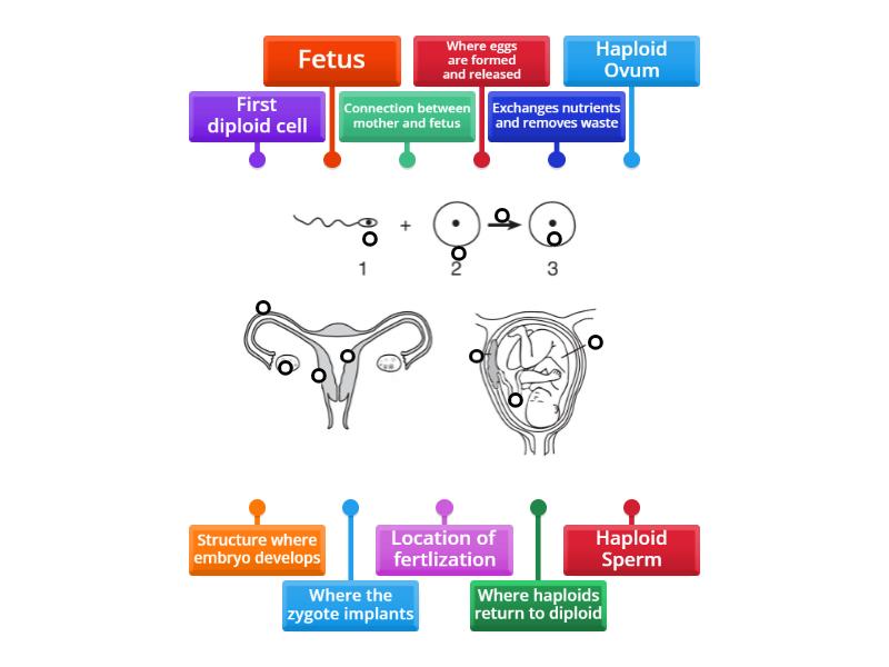 Reproduction in Structures - Labelled diagram
