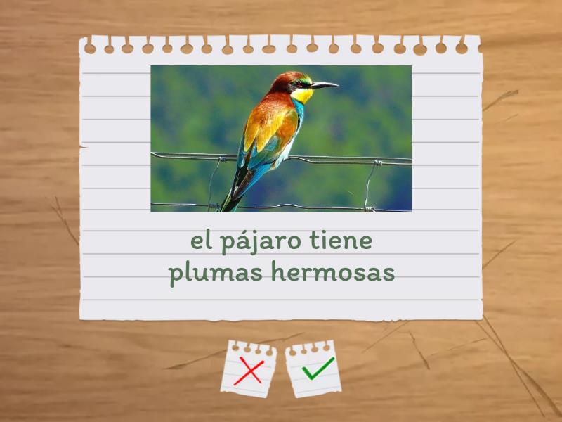 Enunciados con palabras con sílabas pla, ple, pli, plo, plu - Flashcards
