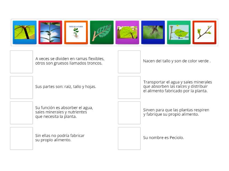 Partes de la planta y sus funciones - Une las parejas