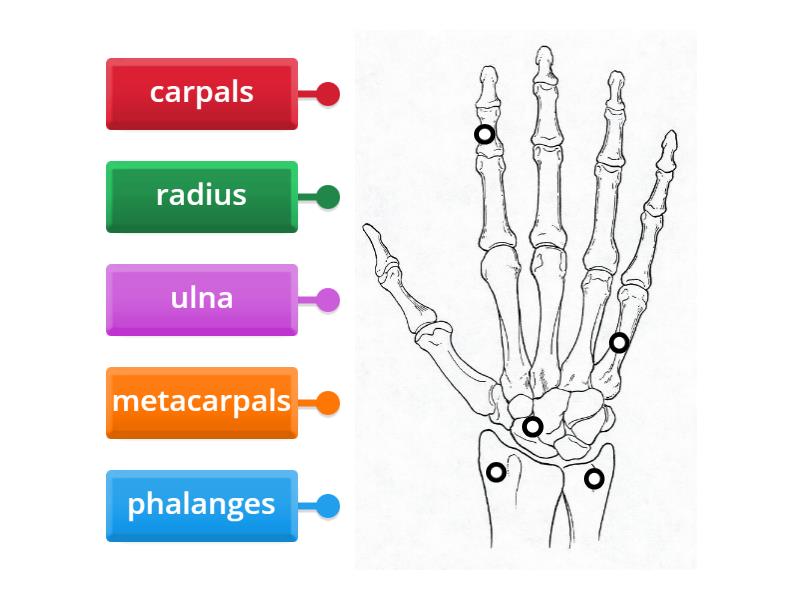 bones of the hand and arm - Labelled diagram