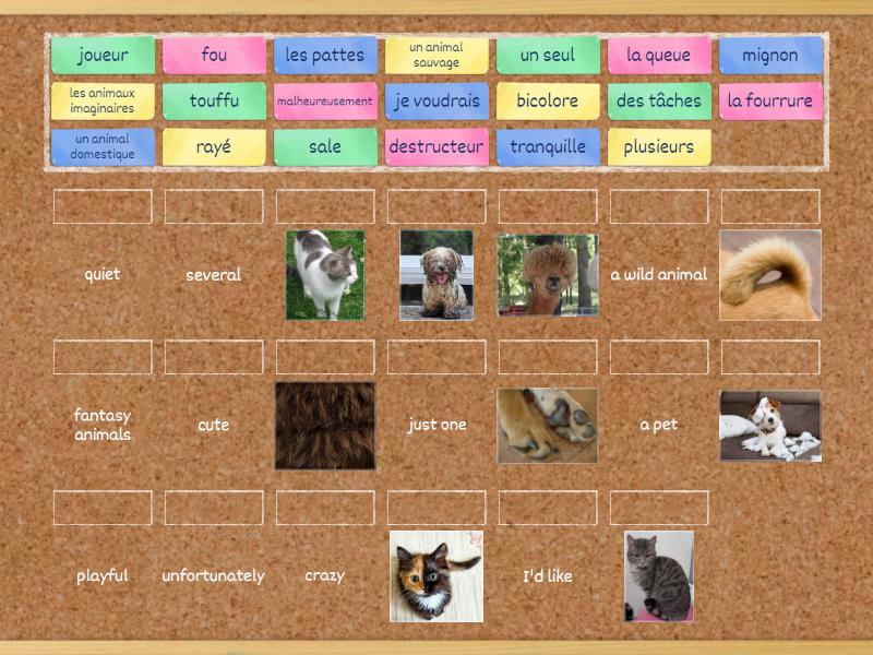 delf a2 animaux - Match up