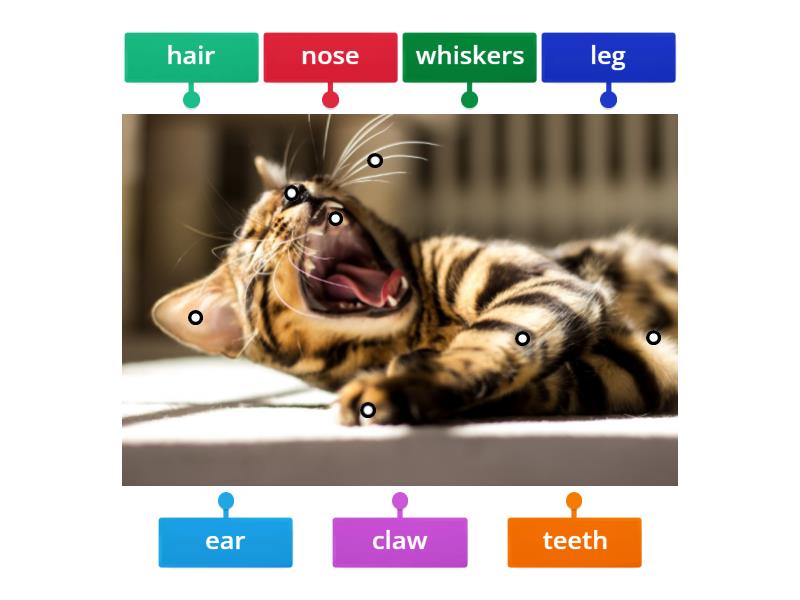 Explore together 2. Unit 4. Lesson 3-4. Cat - Labelled diagram