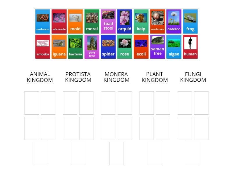 5 kingdoms - Group sort