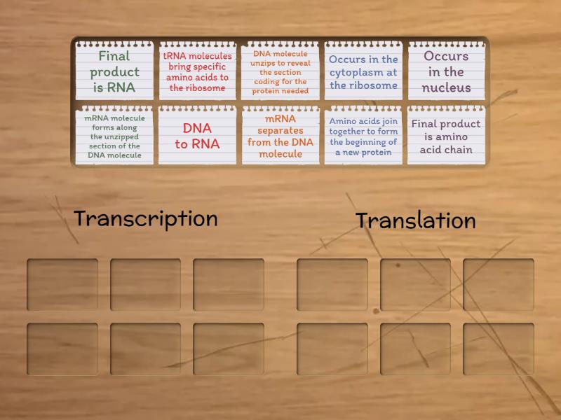 Transcription vs Translation - Group sort