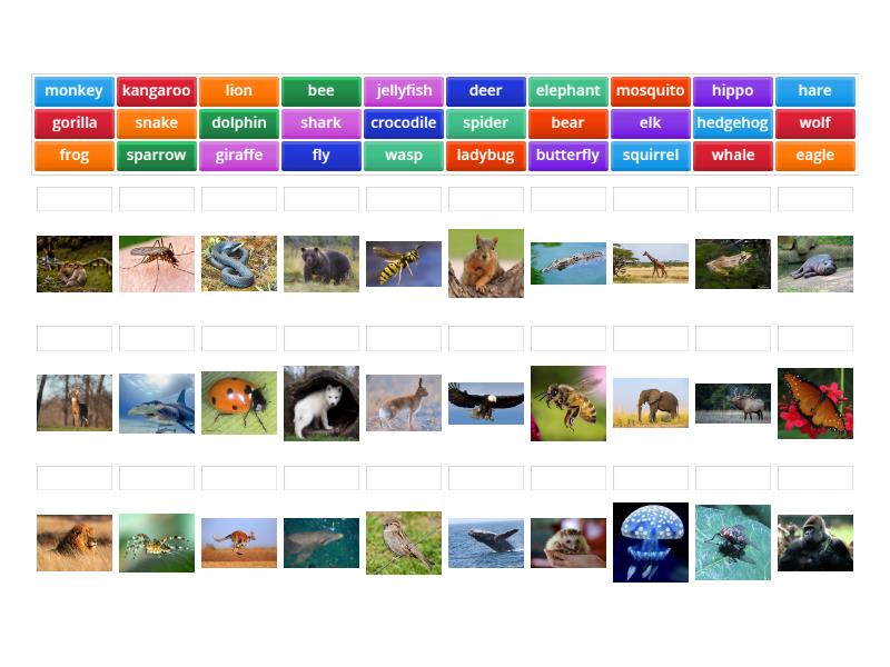 wild animals - Match up
