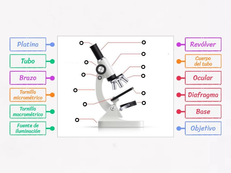 Partes del Microscopio - Labelled diagram