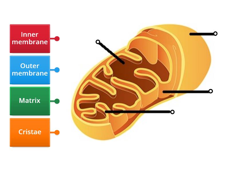 12 Bio - Structure of Mitochondria - Labelled diagram