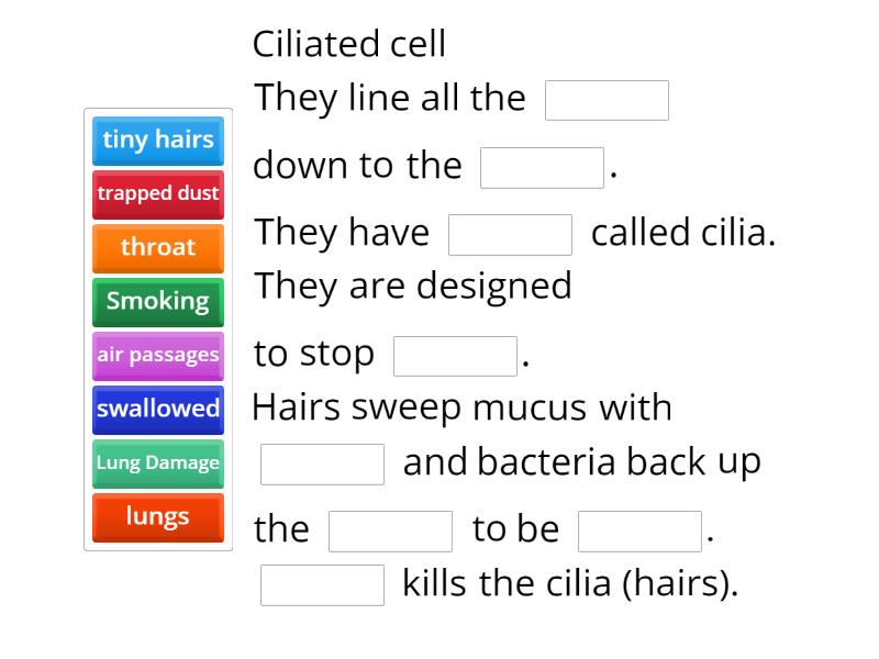 Science - Mid Sem 2 - Specialised cells - Complete the sentence
