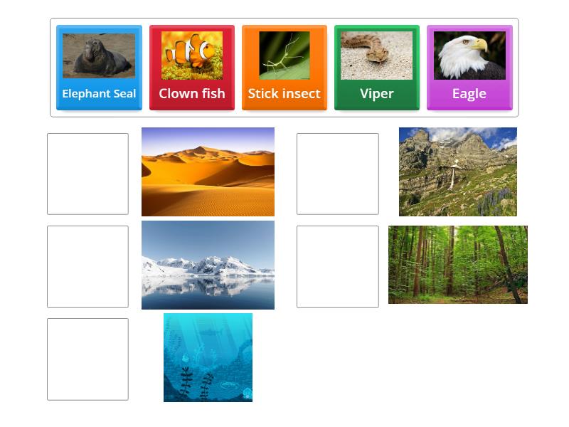 Match the animals with their habitats - Match up