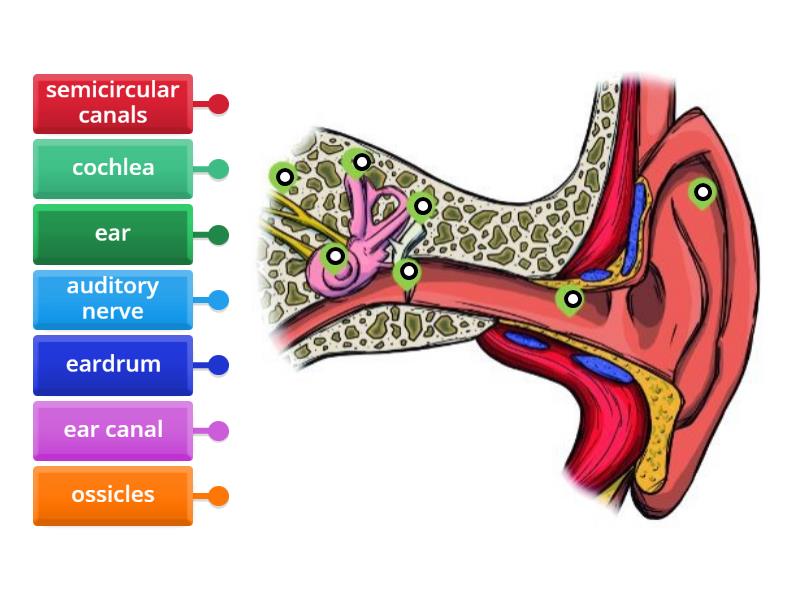 Hearing Organ (Ear) - Labelled diagram