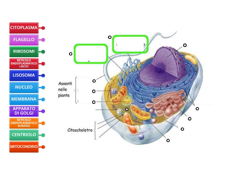 LA CELLULA EUCARIOTE - Labelled diagram