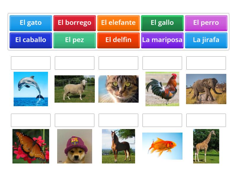 Vocabulario de animales II - Associação