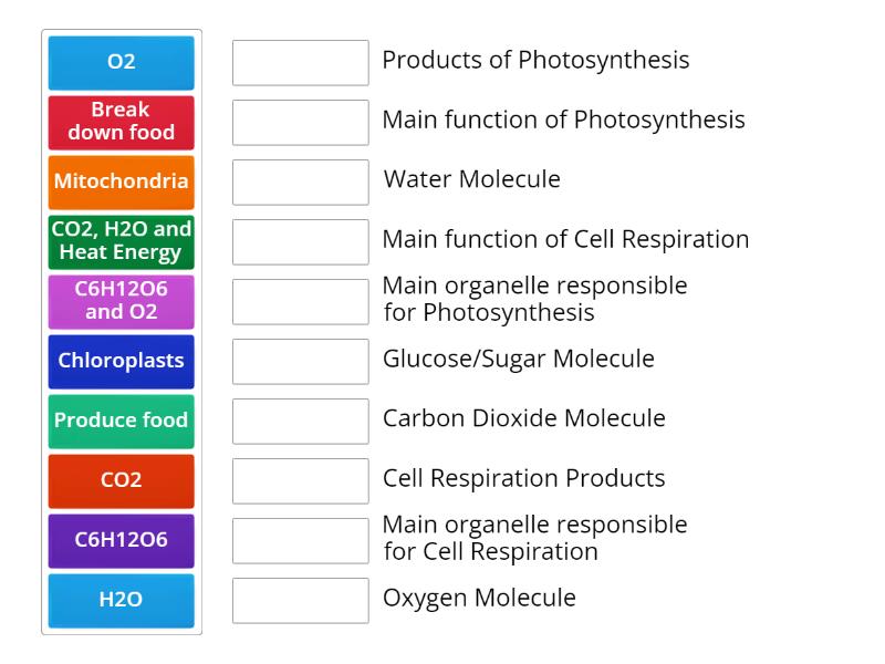 Cell Respiration vs. Photosynthesis - Match up