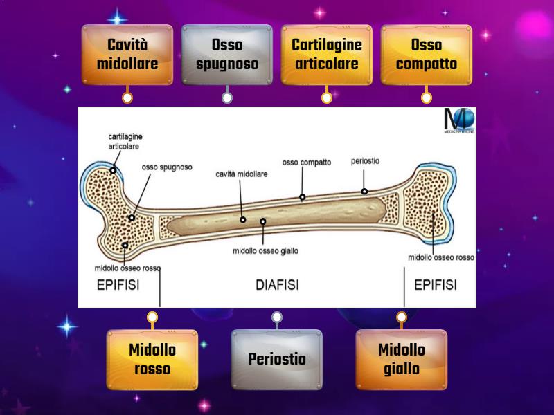 L'apparato osseo compatto,spugnoso e tessuto cartilagineo - Labelled ...
