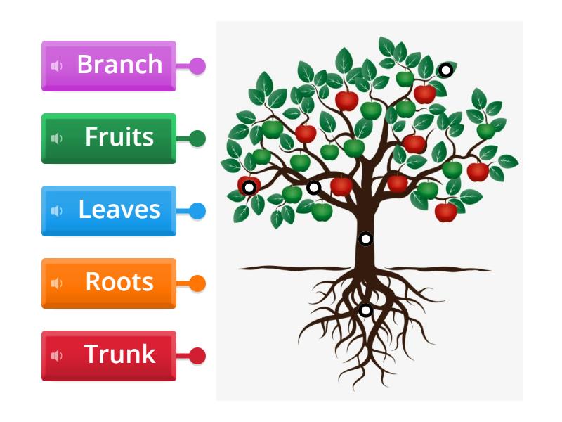 PARTS OF A TREE - Labelled diagram