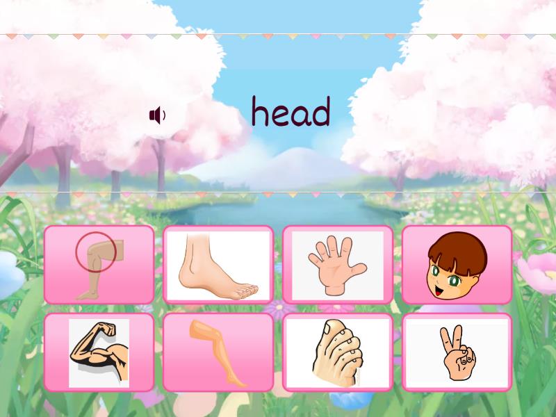 SM1 Body parts U8 - Find the match