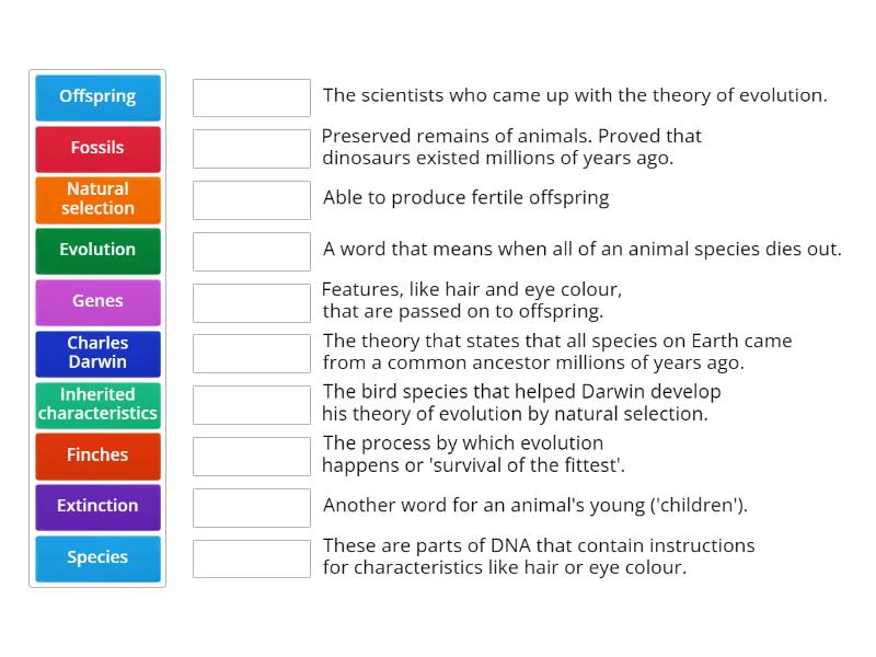 Y11 Evolution key terms - Match up