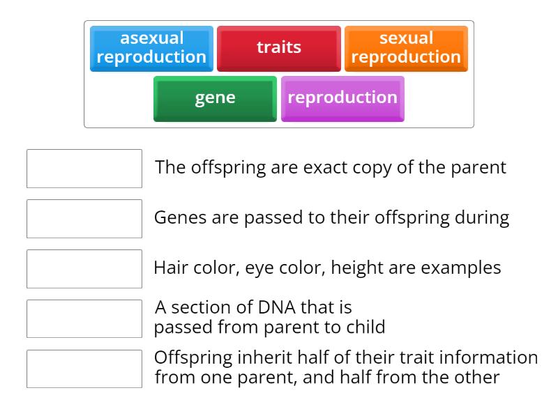 reproduction - Match up