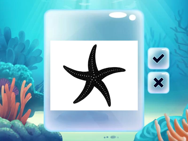 Wonderland Colours fish crab shell starfish - Flash cards